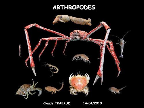 ARTHROPODES