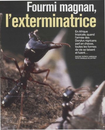 Fourmis.lenoir.pagesperso-Orange.fr Magazines