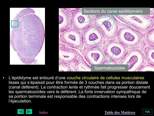 EPIDIDYME • L’épidid