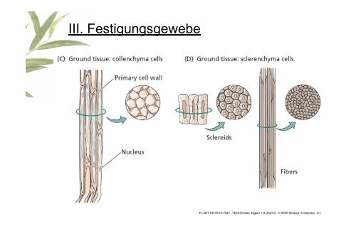 III. Festigungsgewebe Dic