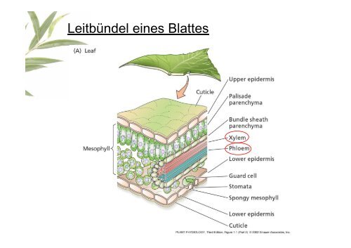 Leitbündel im Sproß Spr