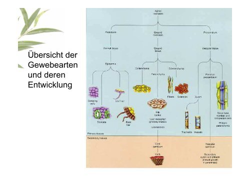 Leitbündel einer Wurzel