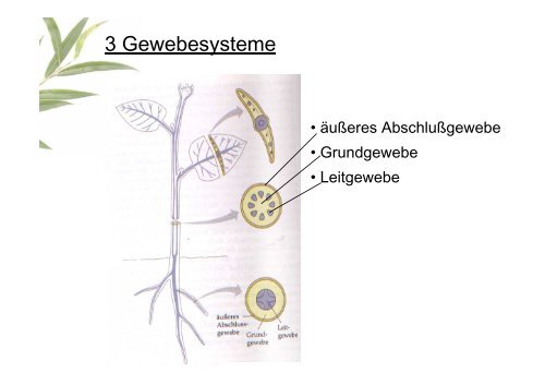 3 Gewebe