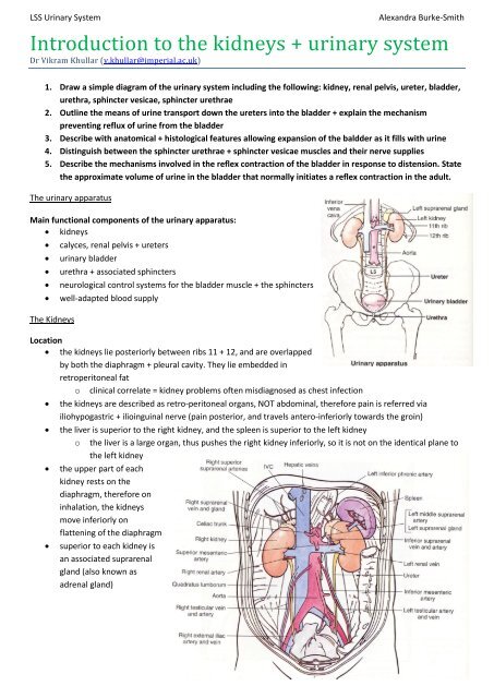 Introduction To The Kidneys Urinary System introduction-to-the-kidneys-urinary-system