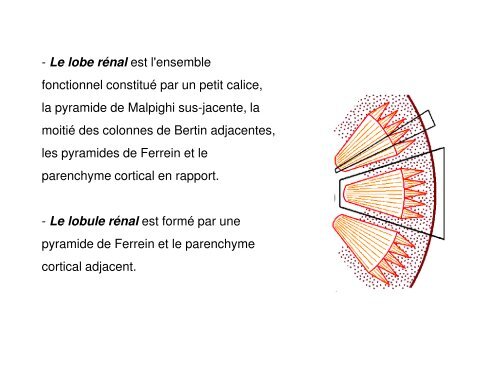 les pyramides de Ferrein