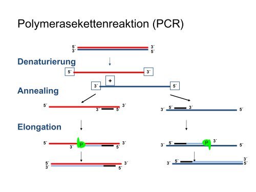 Polymerasekettenreaktion (PCR)