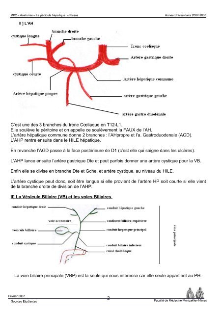 MB2 – Anatomie – Le p