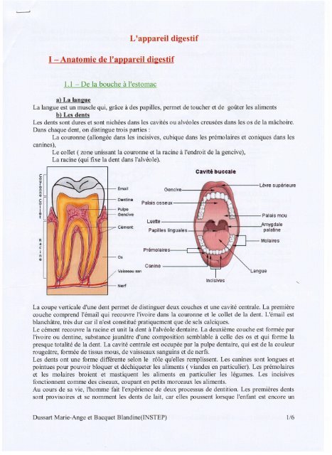 L'appareil digestif 1- Anatomie de l'appareil digestif