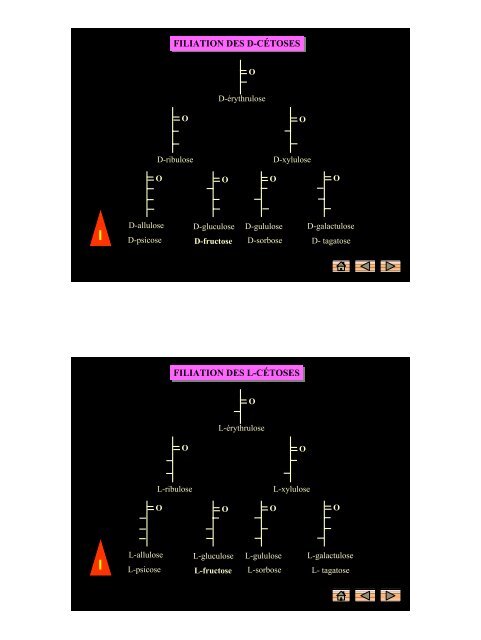 FILIATION DES D-CÉTOSES