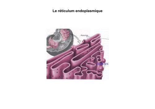 Le réticulum endoplasmique