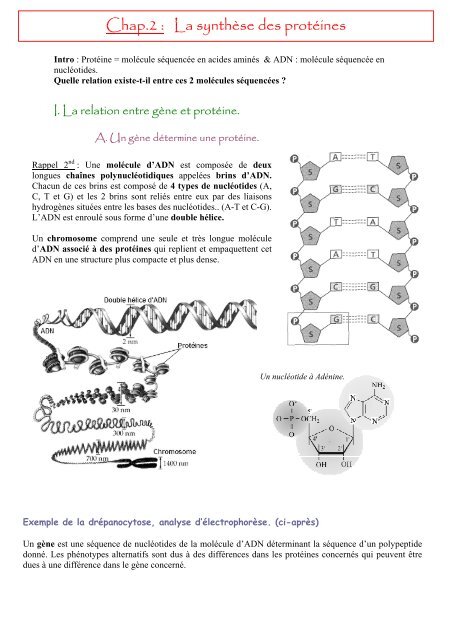 Chap.2 : La synthèse des protéines - SOS-SVT. Cours SVT