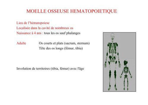 MOELLE OSSEUSE HEMATOPOIE