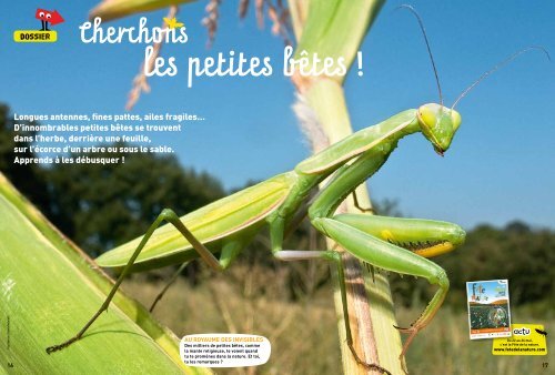 Dossier Cherchons les petites bêtes - Fête de la Nature