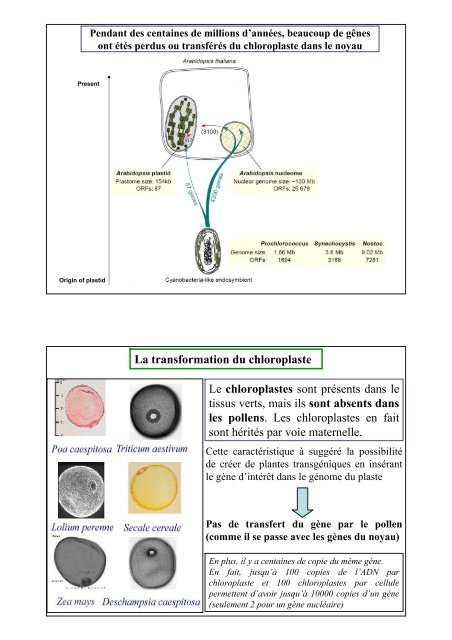 Origin of plastid Pendant