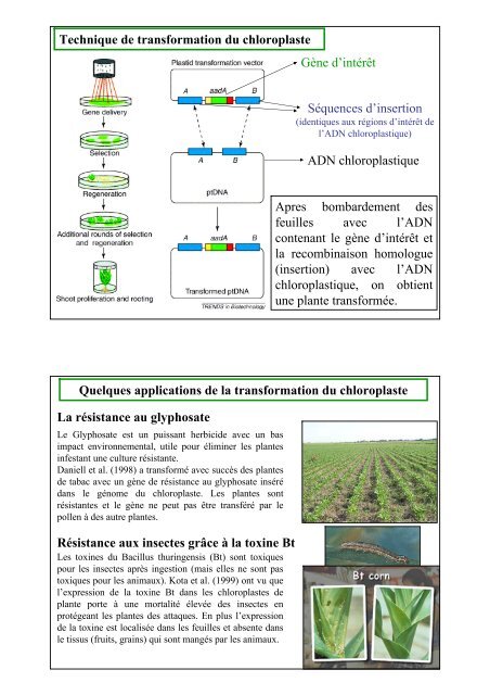 Origin of plastid Pendant