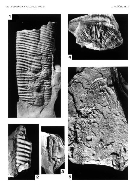 ACTA GEOLOGICA POLONICA,