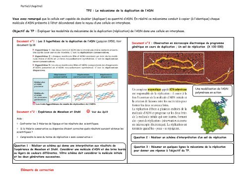 TP2 : Le mécanisme de la duplication de l'ADN Vous avez remarqué ...