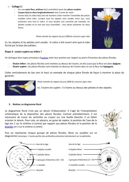 Pour réaliser la dissect