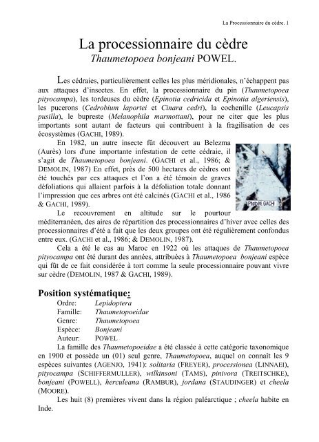 Processionnaire du cedre (Bonjeani) - Hacharate-dz.info