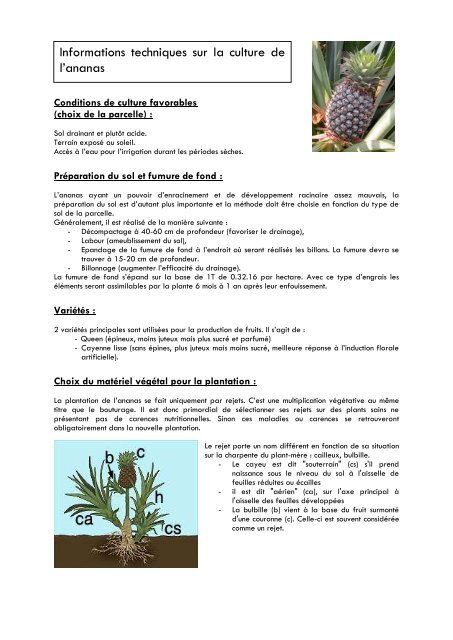 Informations techniques sur la culture de l'Ananas - Arbofruits
