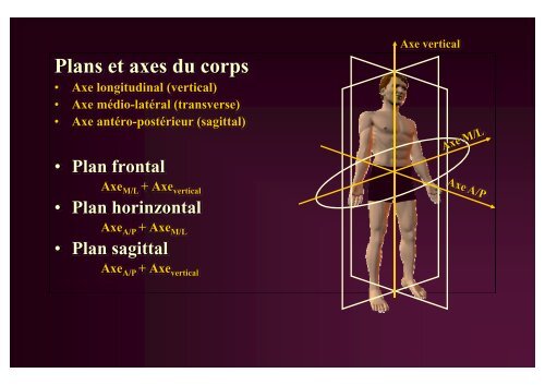 Plans et axes du corps