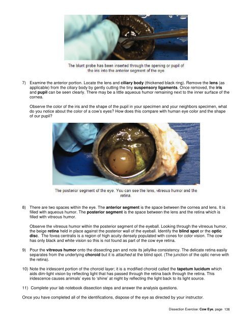 7) Examine the anterior p