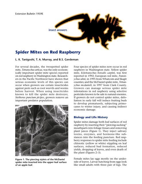 Spider Mites on Red Raspberry - Washington State University