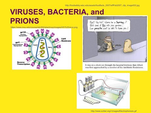 VIRUSES, BACTERIA, and PRIONS - Ms. V Biology