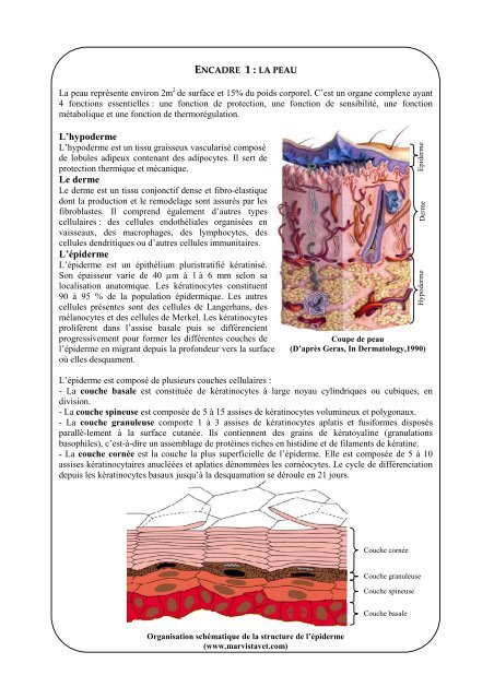 L'hypoderme Le derme L'épiderme - TEL