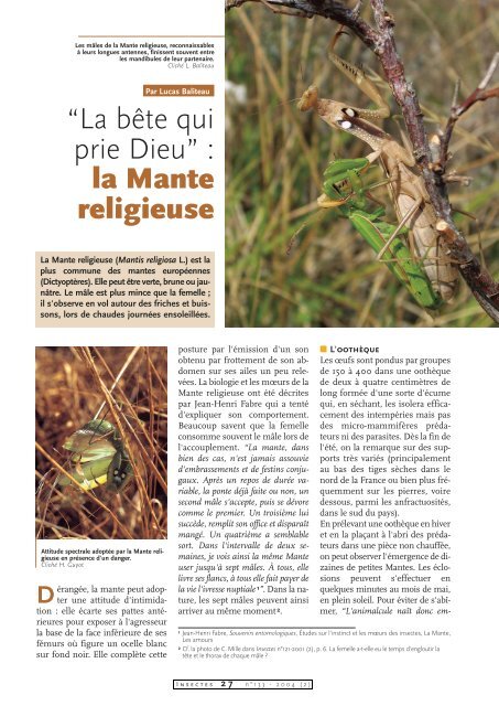 La Mante religieuse / Insectes n° 133 - Inra