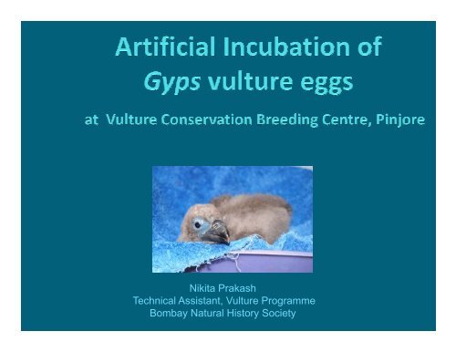 Capture of vultures - Central Zoo Authority