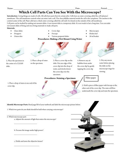 Which Cell Parts Can You See With the Microscope?