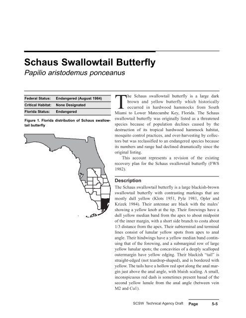 Schaus Swallowtail Butterfly - Library