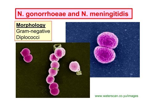 Pyogenic Cocci Gram-negative coccobacilli