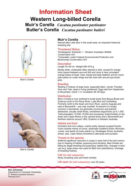 Information Sheet - Western Long-billed Corella