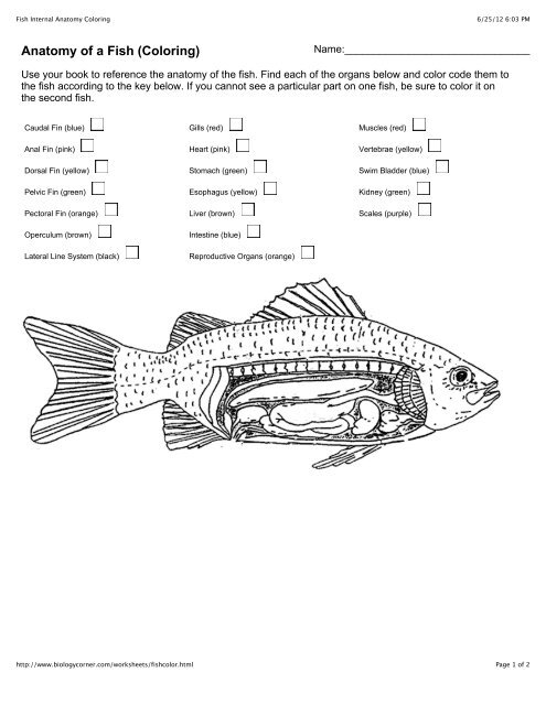 Fish Internal Anatomy Coloring Apple