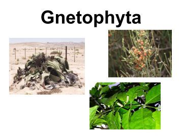 Gnetophyta ~ Everything You Need to Know with Photos | Videos