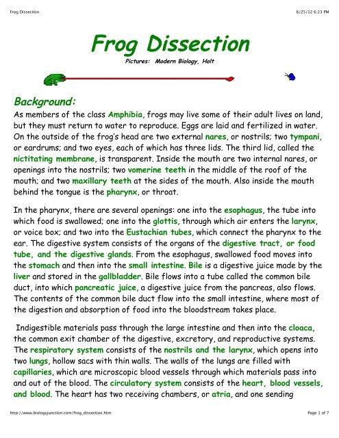 Frog Dissection Lab Biology Junction 5 Ways To Dissect A Frog