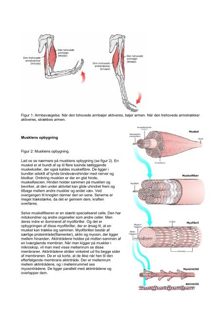 Muskler http://www.motion