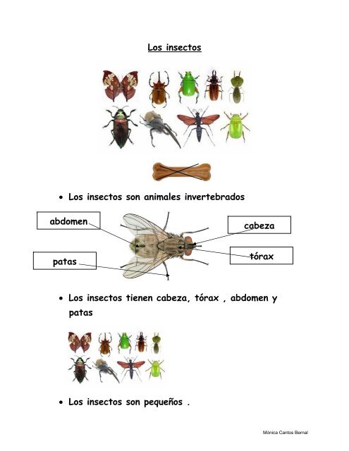 Los insectos • Los insectos son animales invertebrados • Los ...