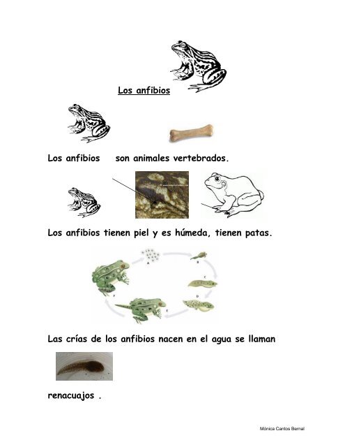 Los anfibios Los anfibios son animales vertebrados. Los anfibios ...