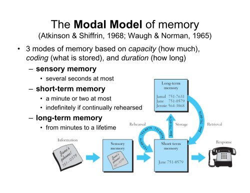 Working Memory