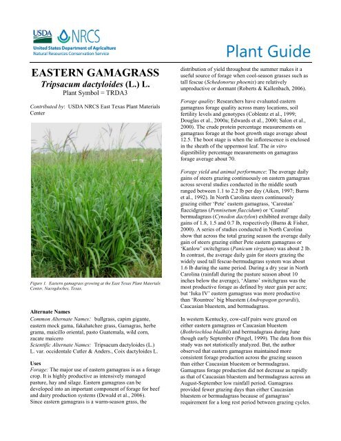 Tripsacum Dactyloides Fakahatchee Grass