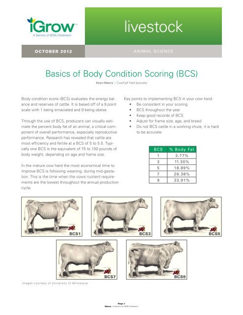 Body Condition Score - iGrow