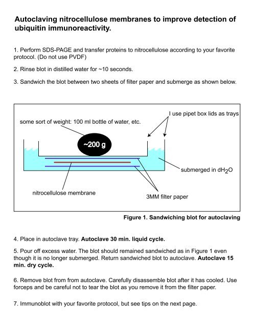 Autoclaving nitrocellulose membranes to ... - The Hampton Lab