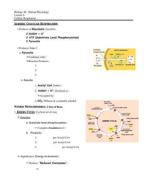 Biology 48 - Human Physiology Lecture 6 Cellular Respiration ...