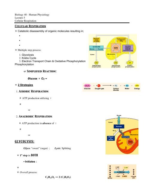 Biology 48 - Human Physiology Lecture 5 Cellular Respiration ...