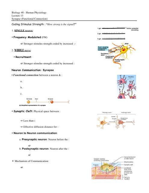 Biology 48 - Human Physiology Lecture 13 Synapse (Functional ...