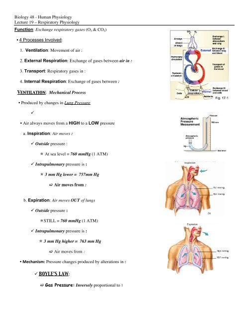 Biology 48 - Human Physiology Lecture 19 – Respiratory Physiology ...