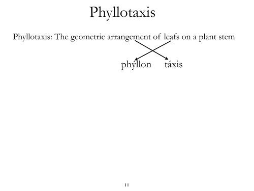 Phyllotaxis